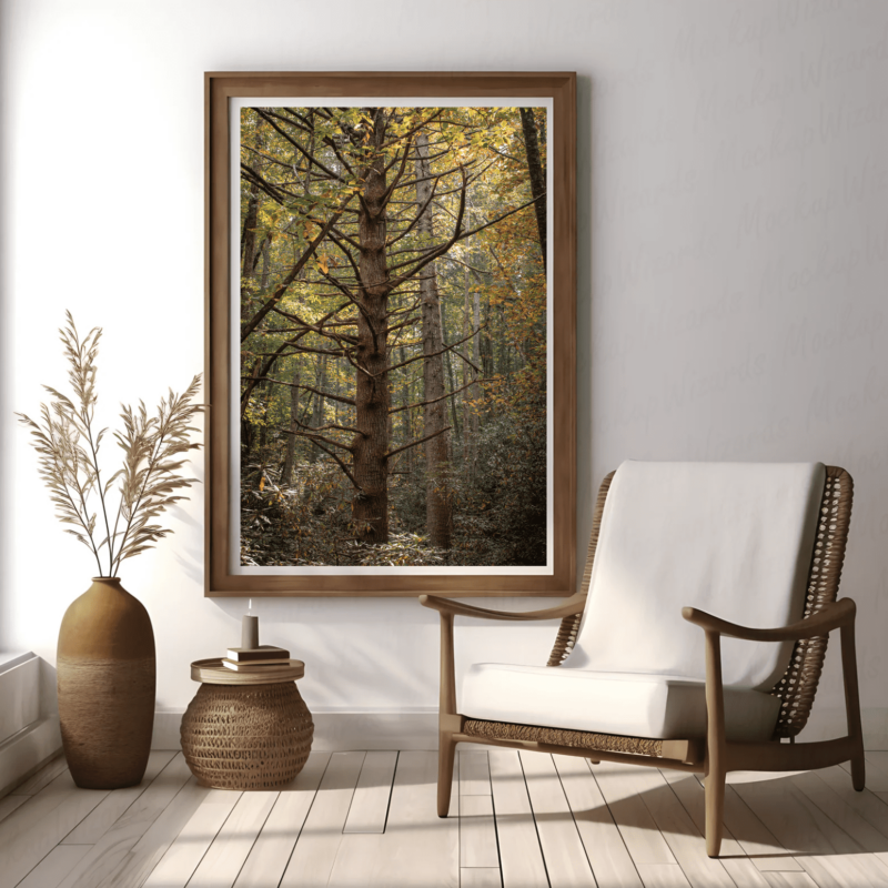 "Mother Tree" | Landscape Photography | Jacobs Gallery